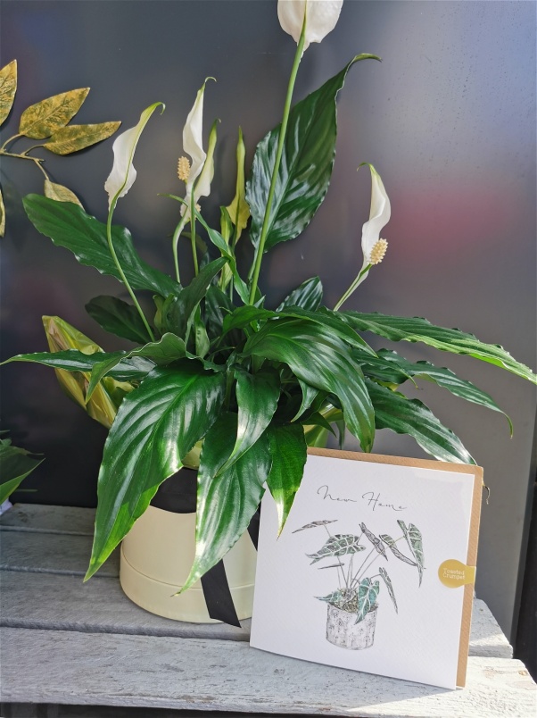 Blooms Florist In Bolton | Flowers, Bouquets, Gifts & More - Blooms in ...