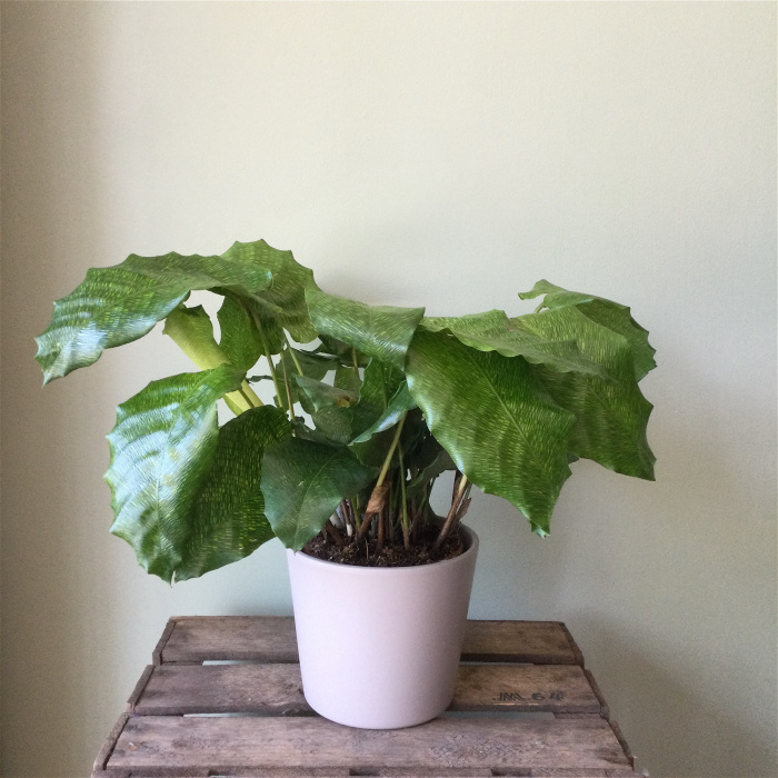 Violets Florist: A Florist in Lowestoft, Suffolk, Carlton Colville ...