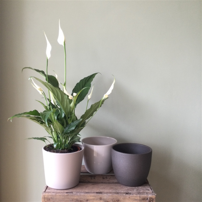 Violets Florist: A Florist in Lowestoft, Suffolk, Carlton Colville ...