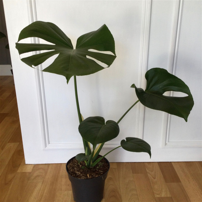 Violets Florist: A Florist in Lowestoft, Suffolk, Carlton Colville ...