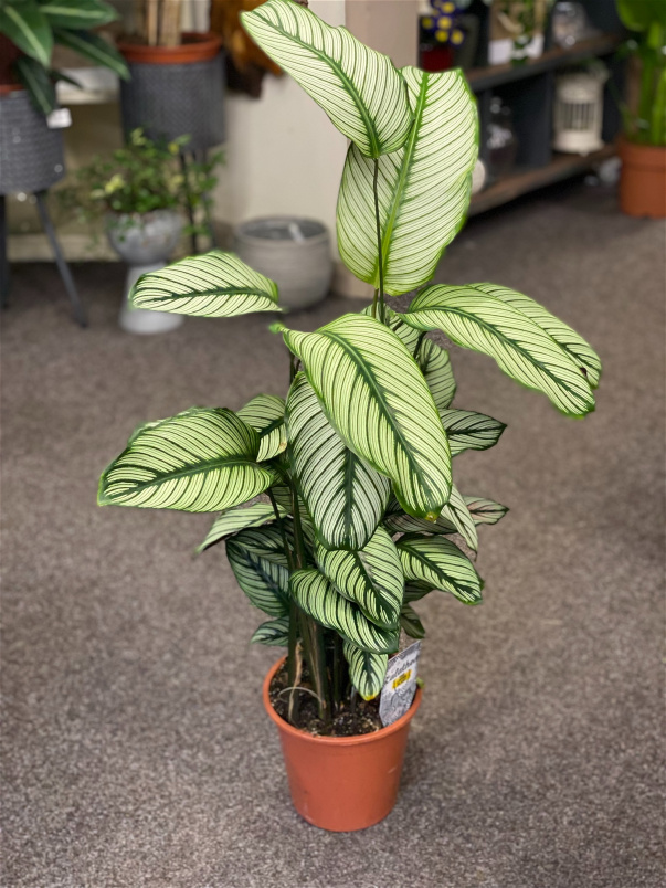 Flower Delivery for Thirsk, North Yorkshire - Alina Florist