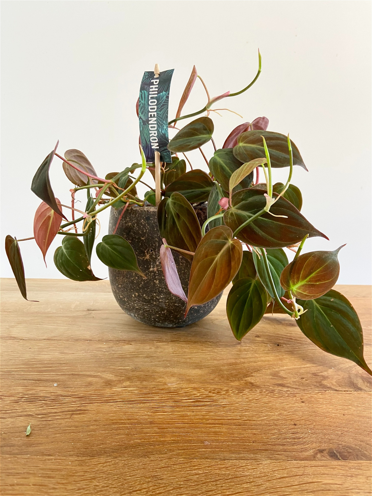 Velvet Leaf Philodendron - Plants | Flower Garden