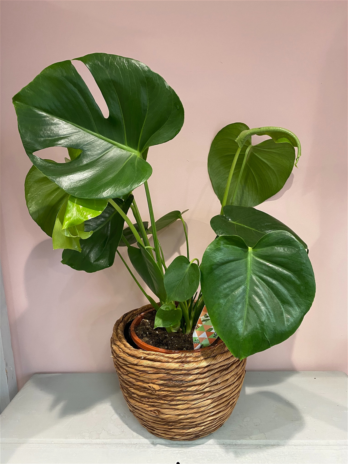 Monstera - | Wilde Flower Boutique